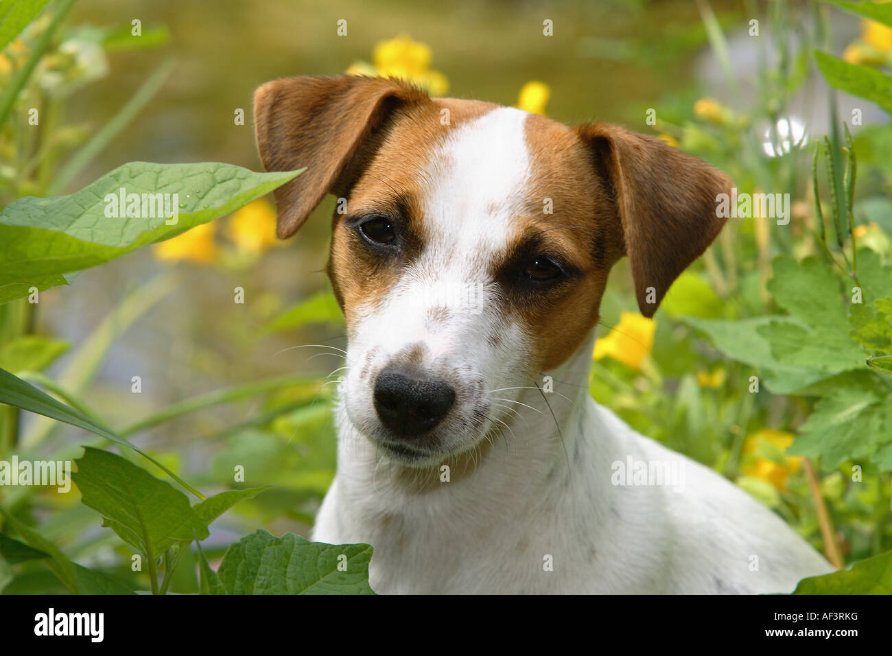 Jack Russell Terrier - portrait Stock Photo - Alamy