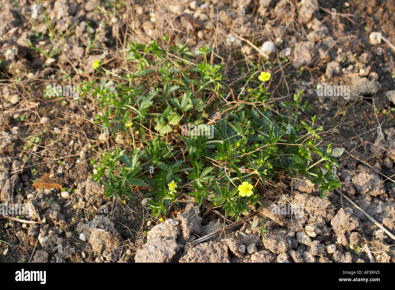 Rosaceae - Potentilla erecta. Tormentil Stock Photo - Alamy