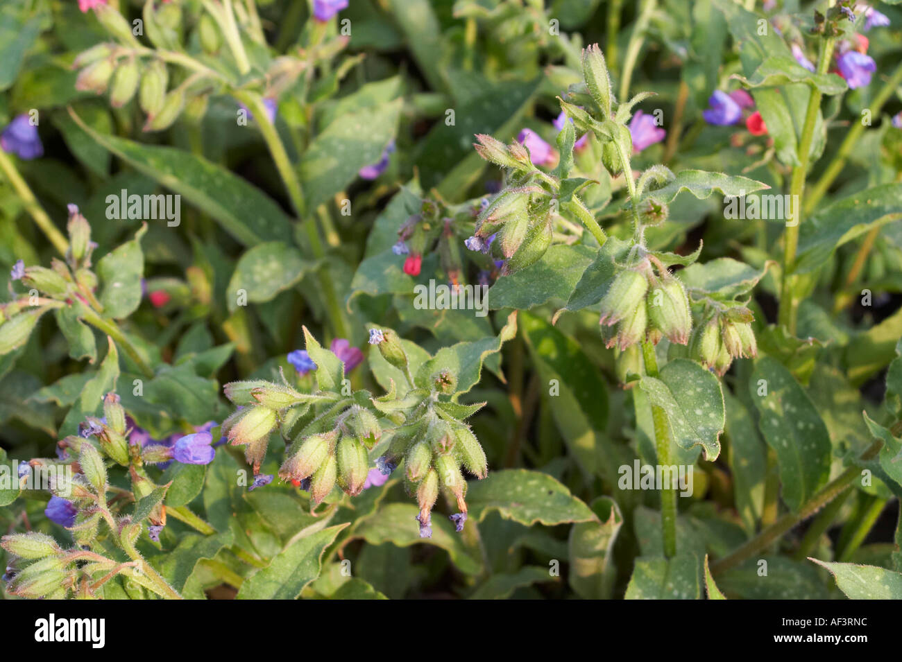 Boraginaceae - Pulmonaria officinalis Stock Photo - Alamy