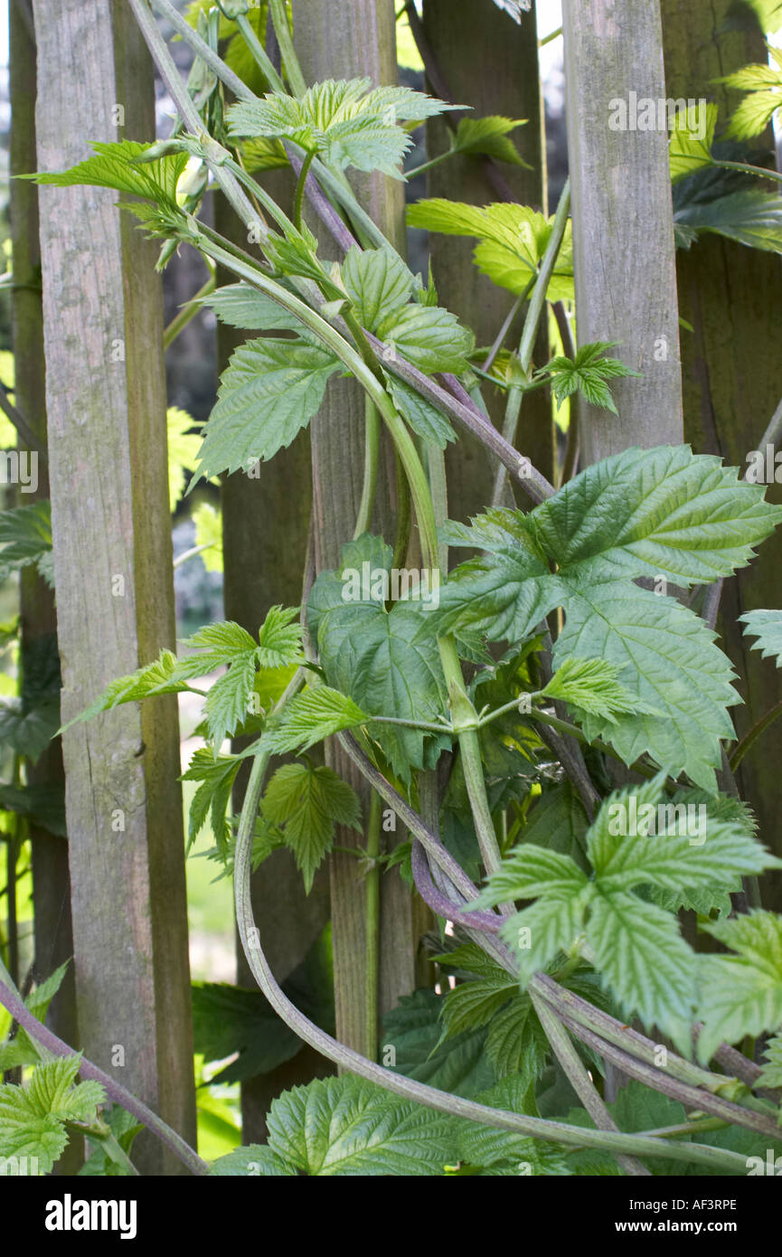 Cannabaceae - Humulus lupulus Stock Photo - Alamy