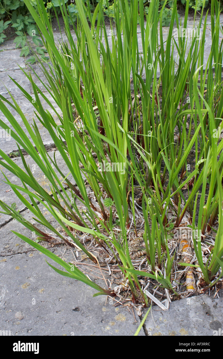 Araceae - Acorus calamus Stock Photo - Alamy