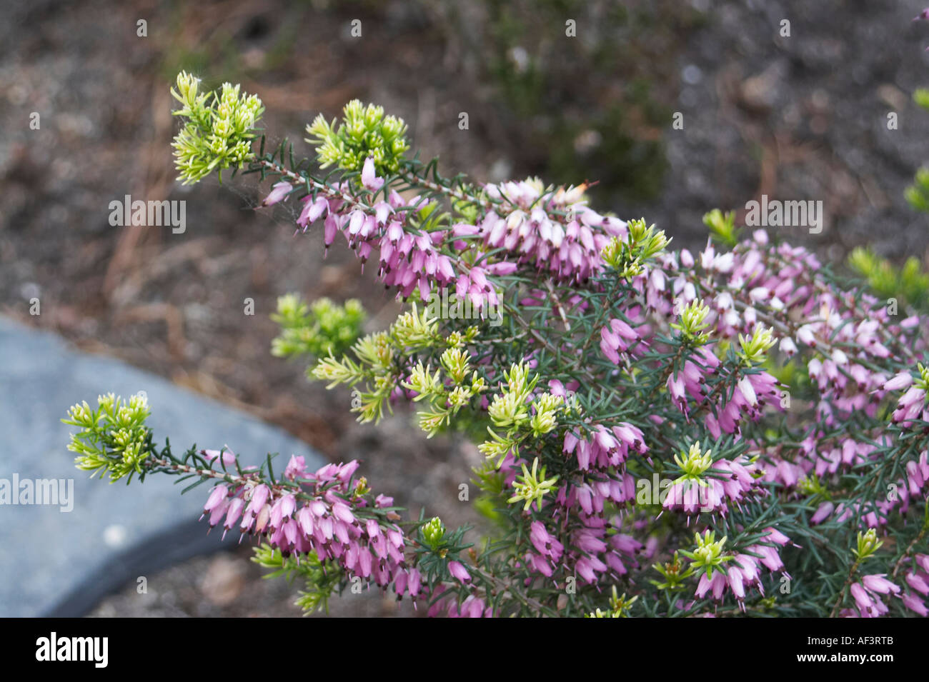 Ericaceae - Calluna vulgaris .Darts Brillant Stock Photo - Alamy