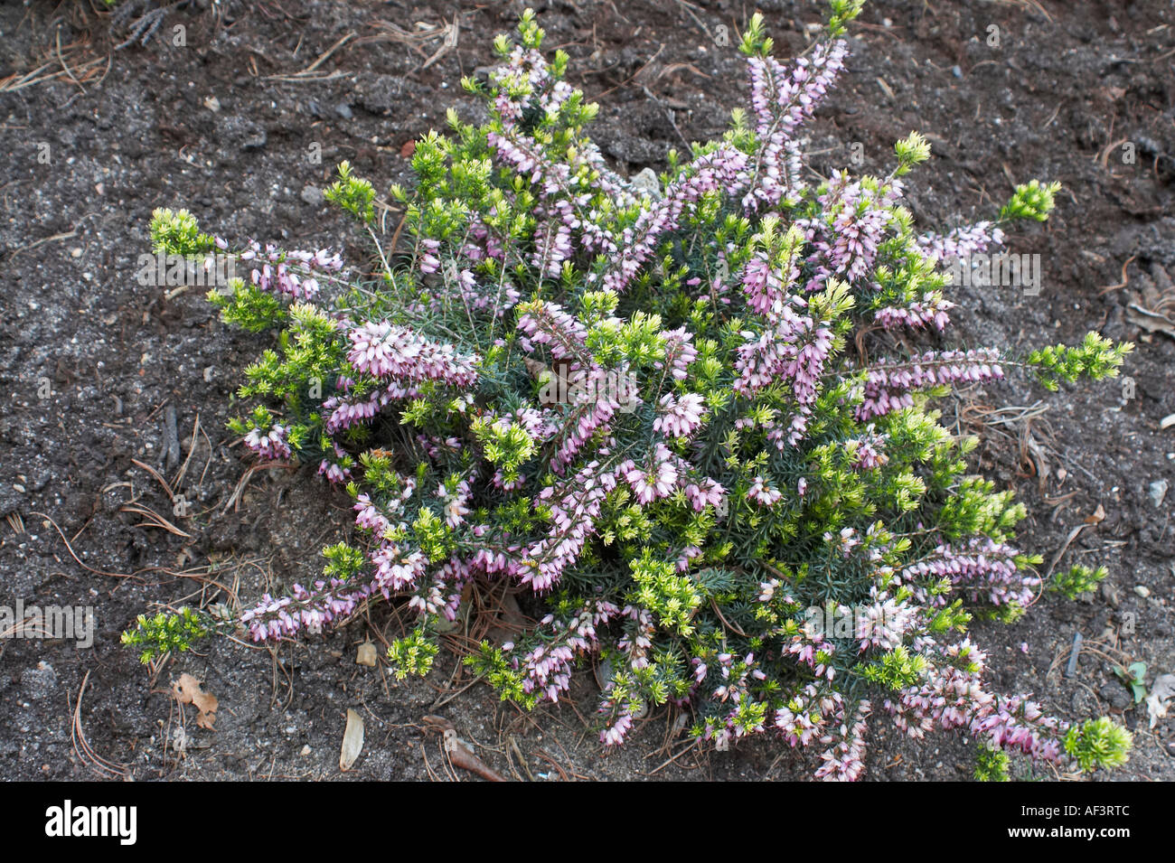 Ericaceae - Calluna vulgaris .Darts Brillant Stock Photo - Alamy