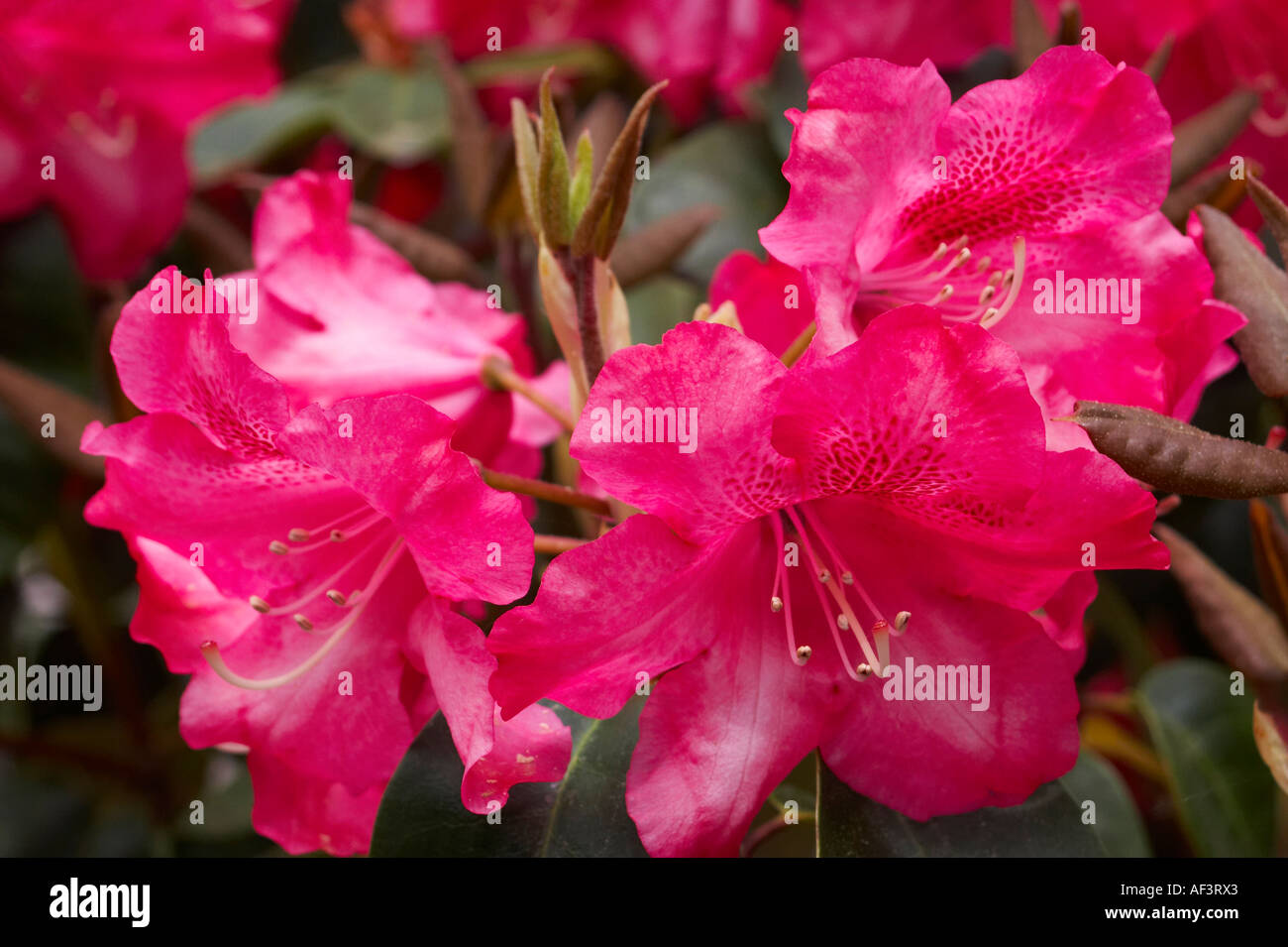 Ericaceae - Rhododendron .Lissabon Stock Photo - Alamy