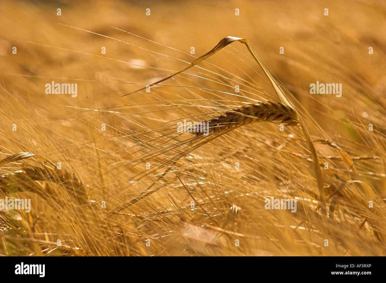 Wheat ear hi-res stock photography and images - Alamy