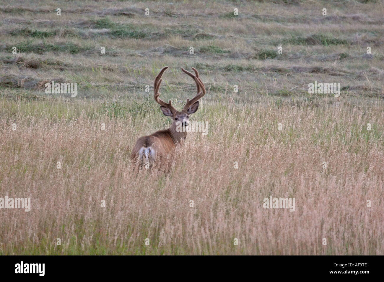 Hunting mule deer sunrise hi-res stock photography and images - Alamy