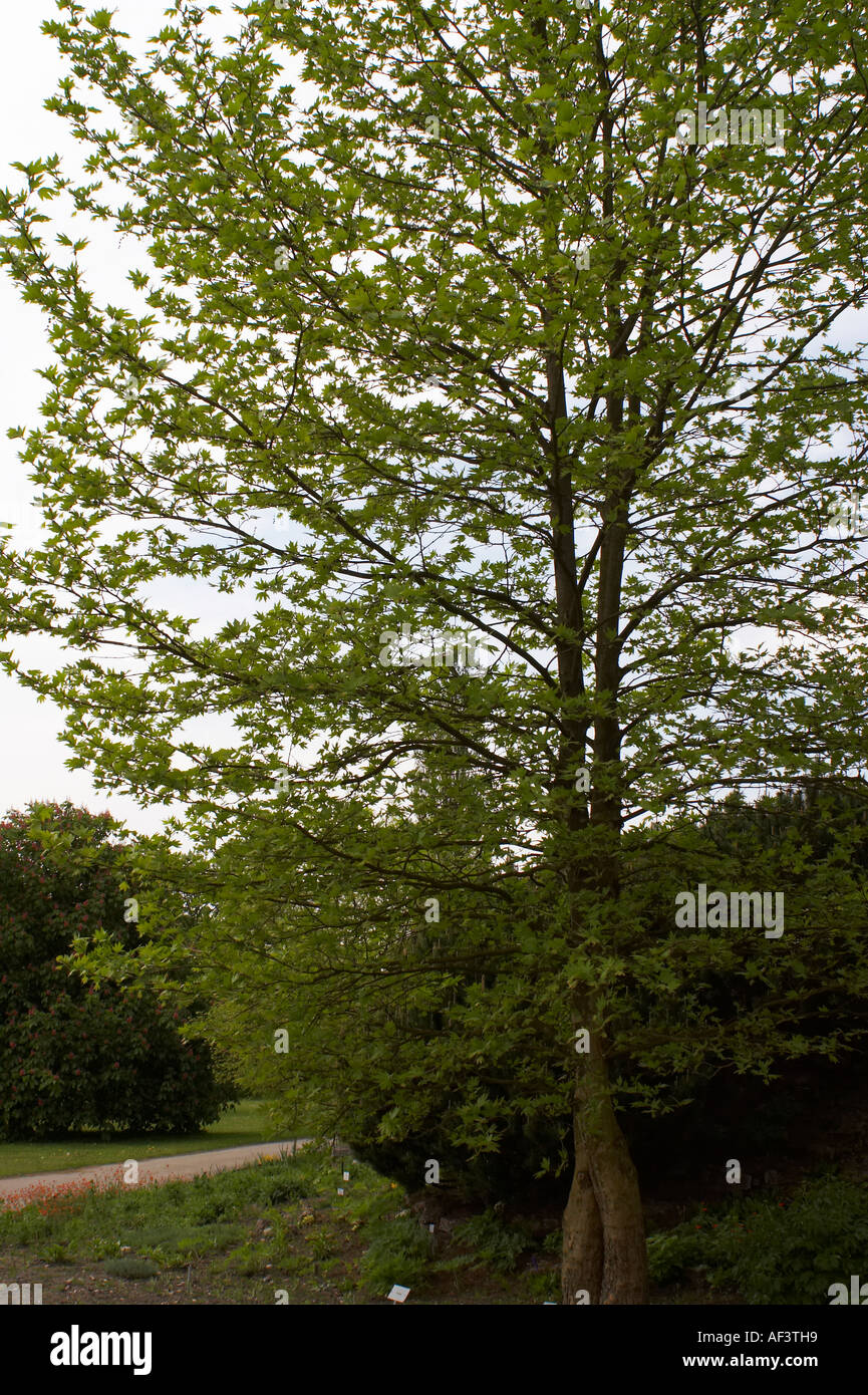 Platanaceae. Platanus orientalis. Oriental Plane Stock Photo - Alamy