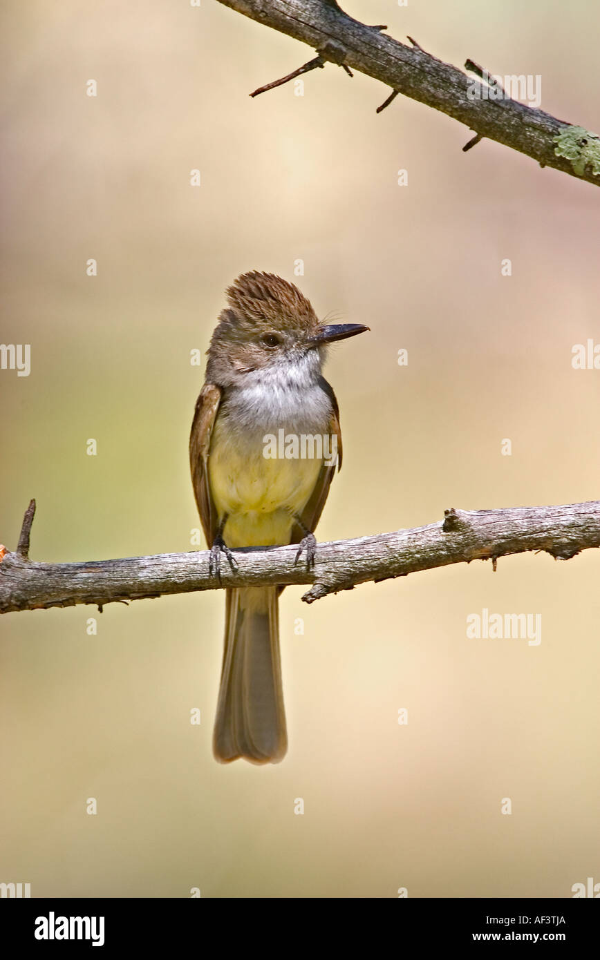 Dusky capped hi-res stock photography and images - Alamy
