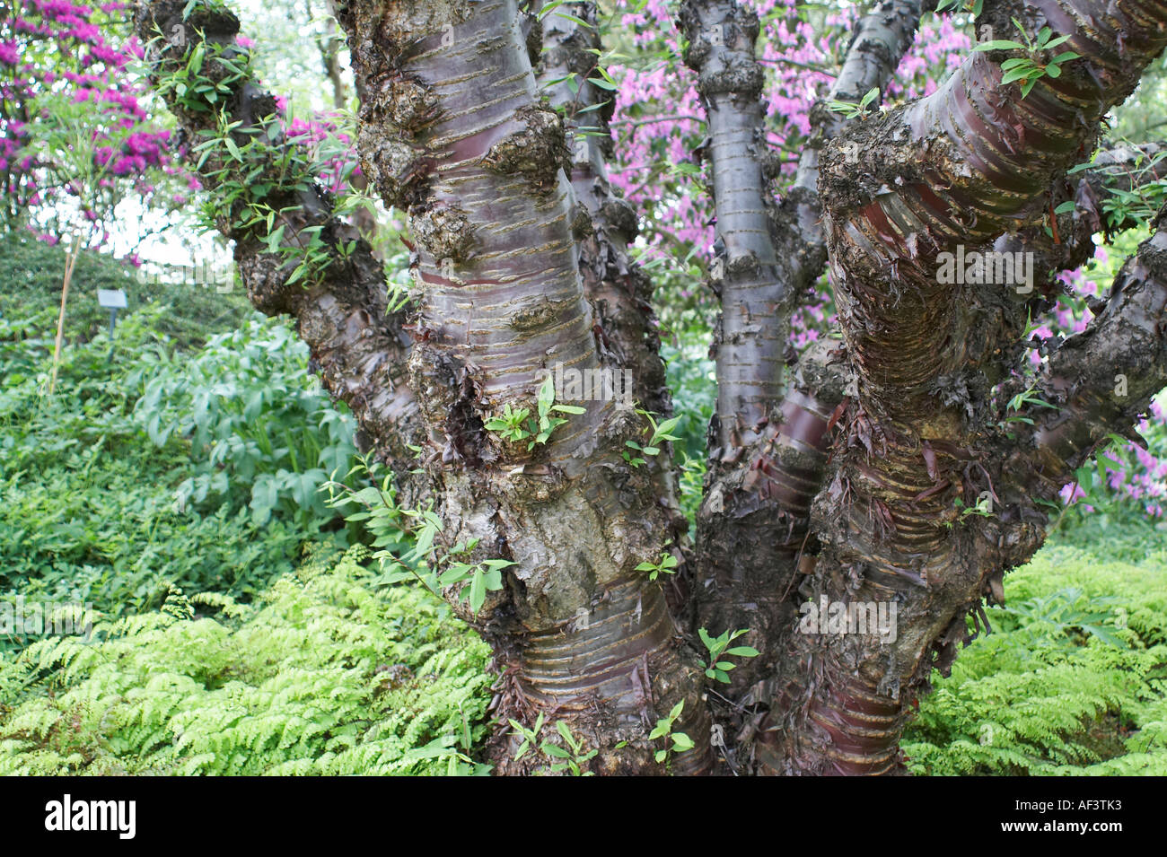 Rosaceae. Prunus serrula. Prunus Stock Photo - Alamy