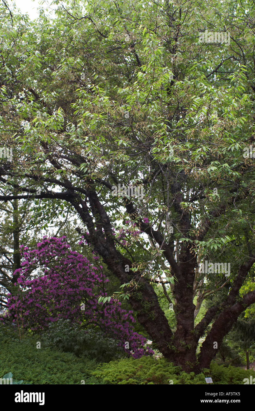 Rosaceae. Prunus serrula. Prunus Stock Photo - Alamy