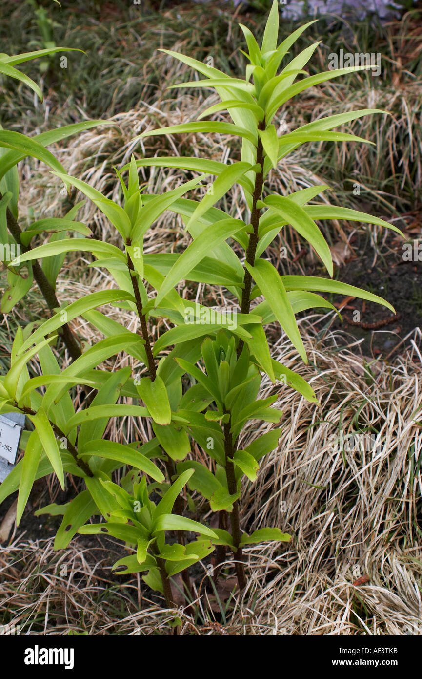 Henryi lily hi-res stock photography and images - Alamy