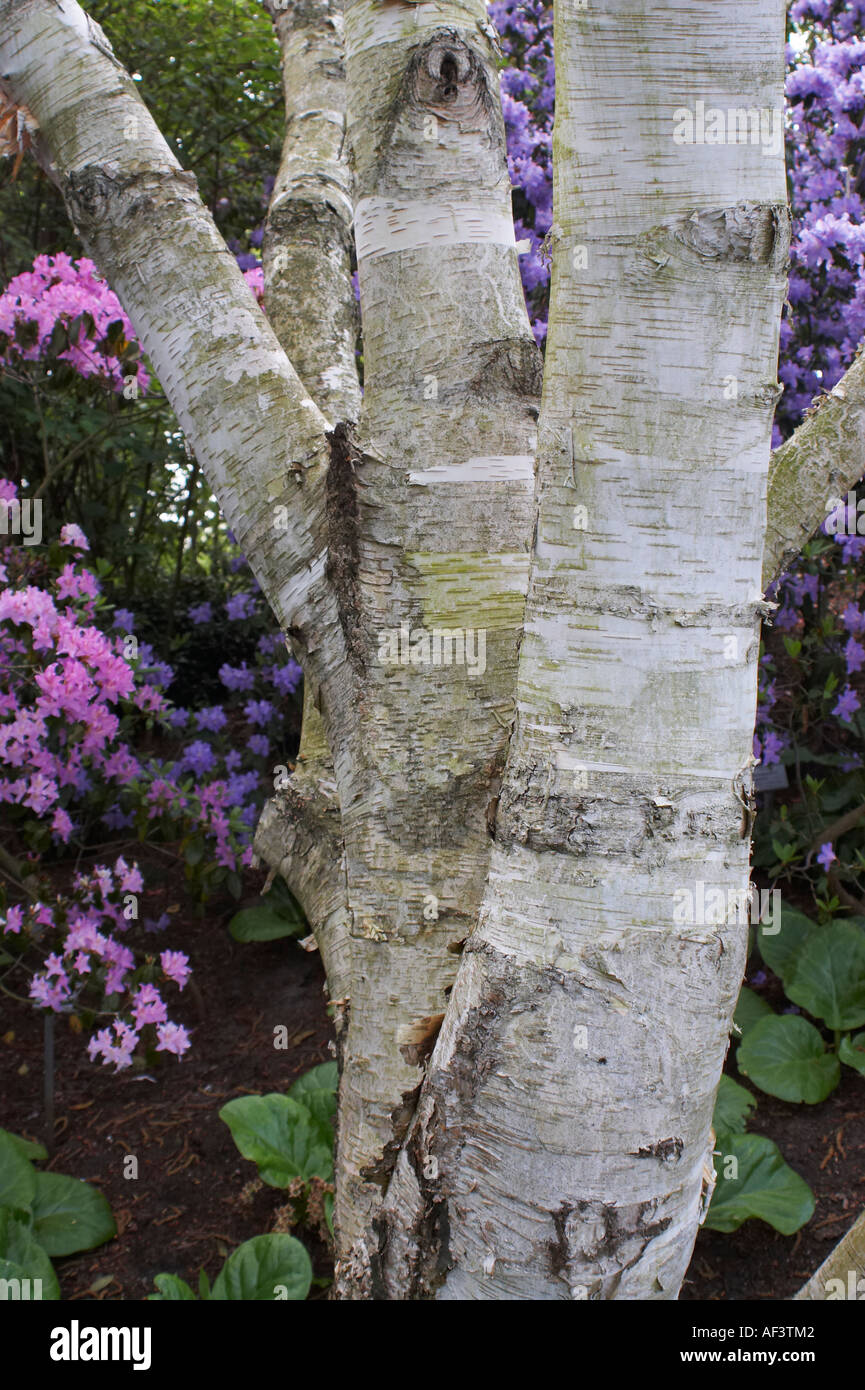 Betulaceae. Betula Jaquemontii. Birch Stock Photo - Alamy