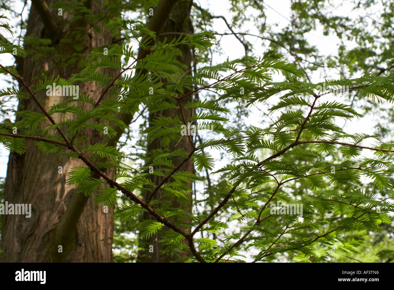 Taxodiaceae. Metasequoia glyptostroboides. Metasequoia Stock Photo - Alamy