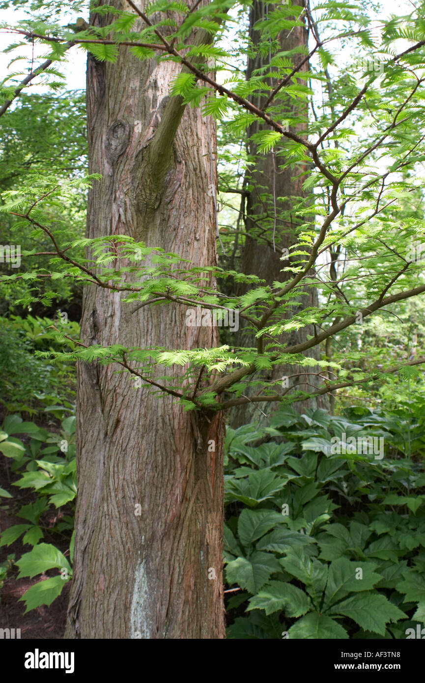 Taxodiaceae. Metasequoia glyptostroboides. Metasequoia Stock Photo - Alamy