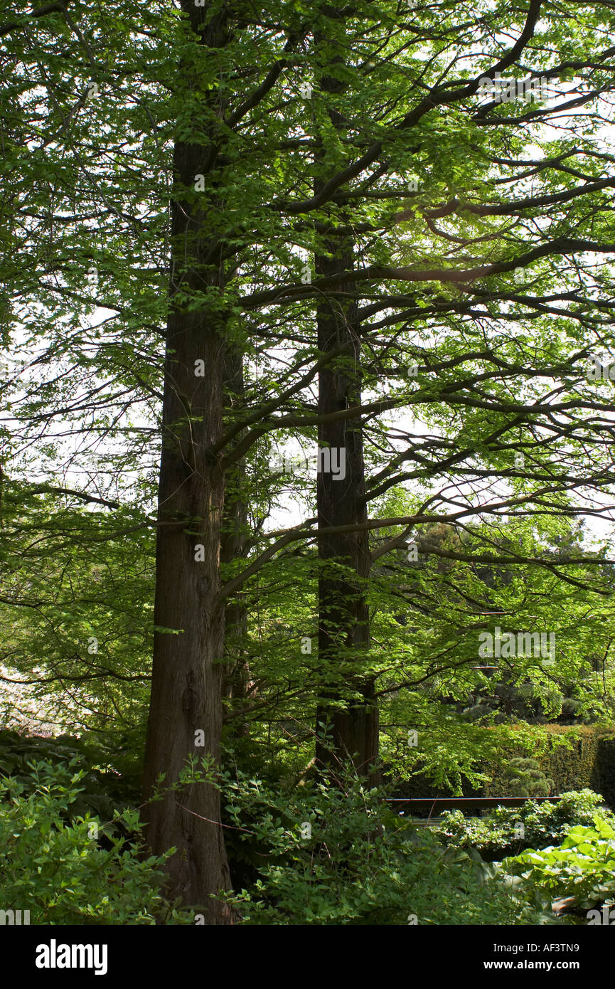 Taxodiaceae. Metasequoia glyptostroboides. Metasequoia Stock Photo - Alamy
