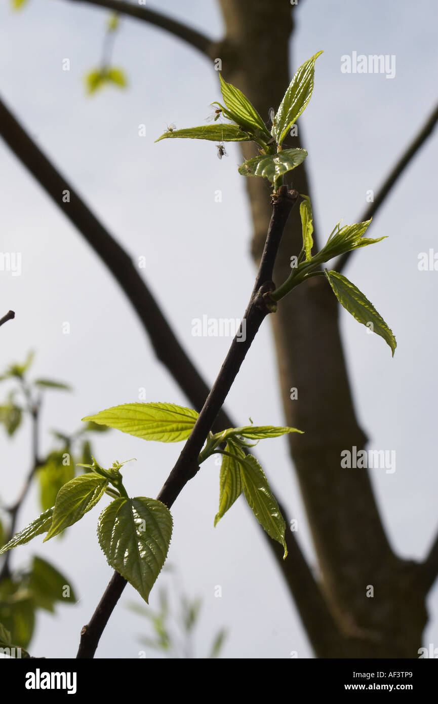 Rhamnaceae. Hovenia dulcis. Japanese raisin tree Stock Photo - Alamy