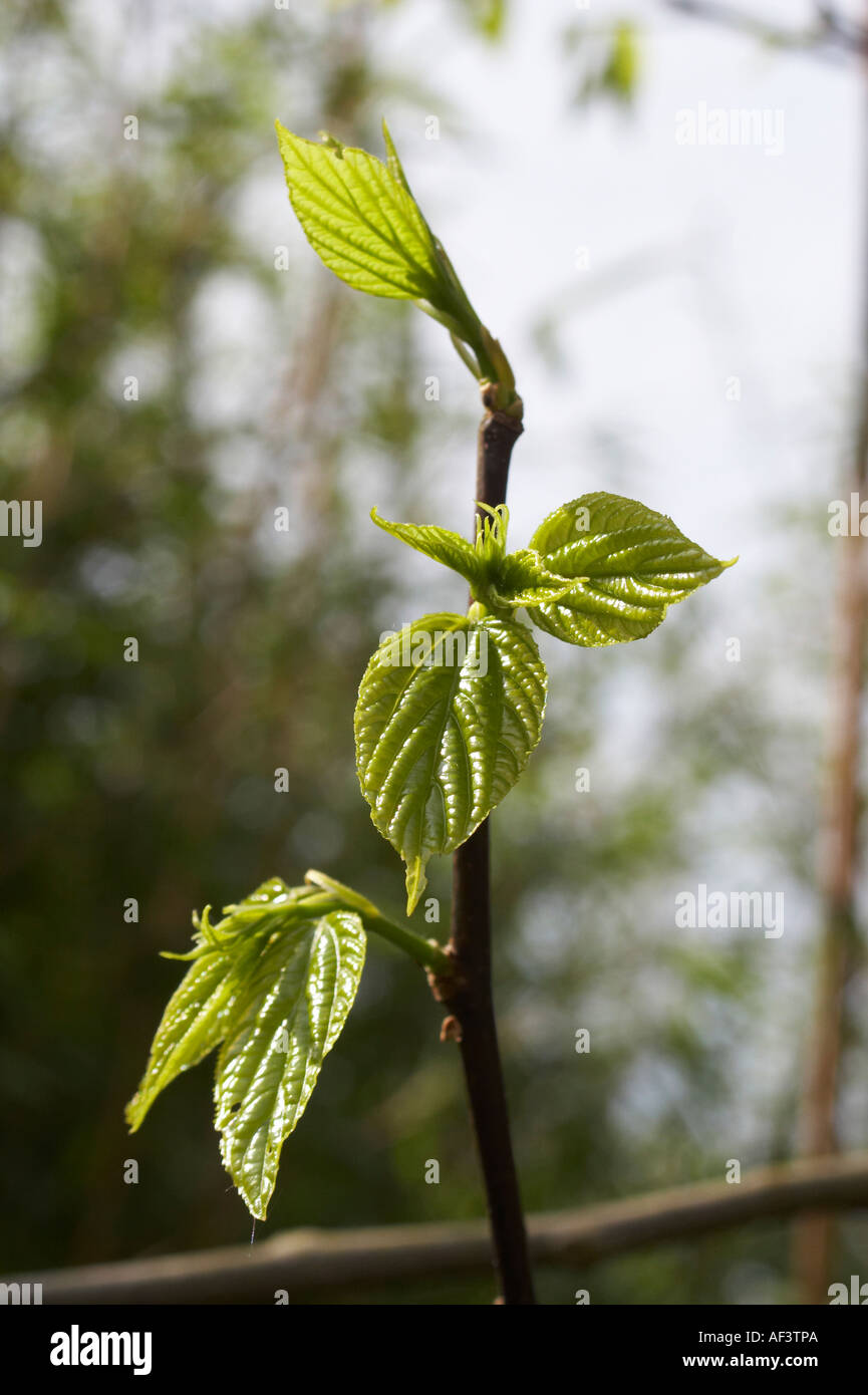 Japanese raisin tree hi-res stock photography and images - Alamy