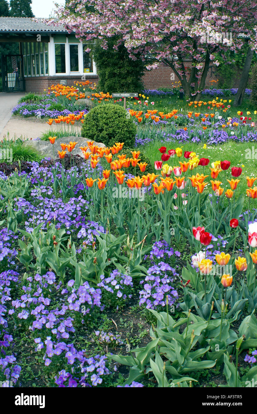 Native tulips hi-res stock photography and images - Alamy