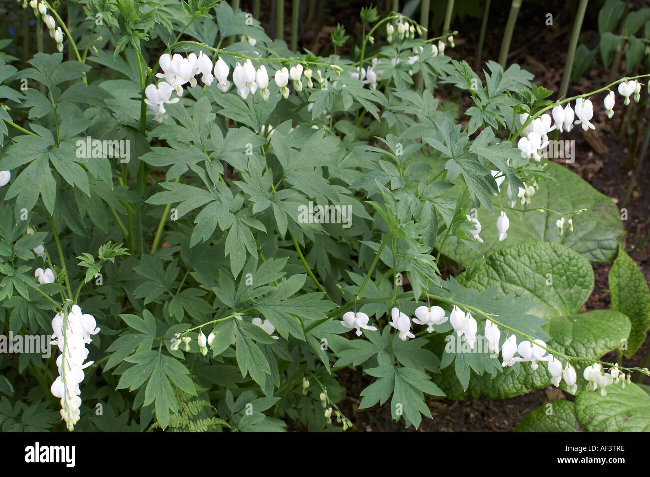 polygonatum biflorum Solomon's Seal Stock Photo - Alamy