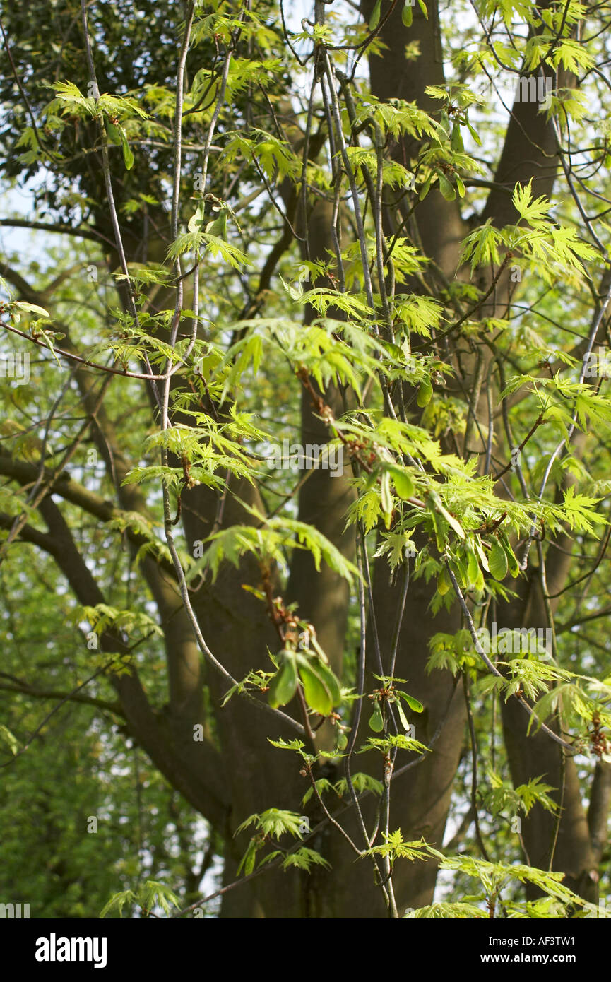 Aceraceae. Acer saccharinum. Silver Maple Stock Photo - Alamy