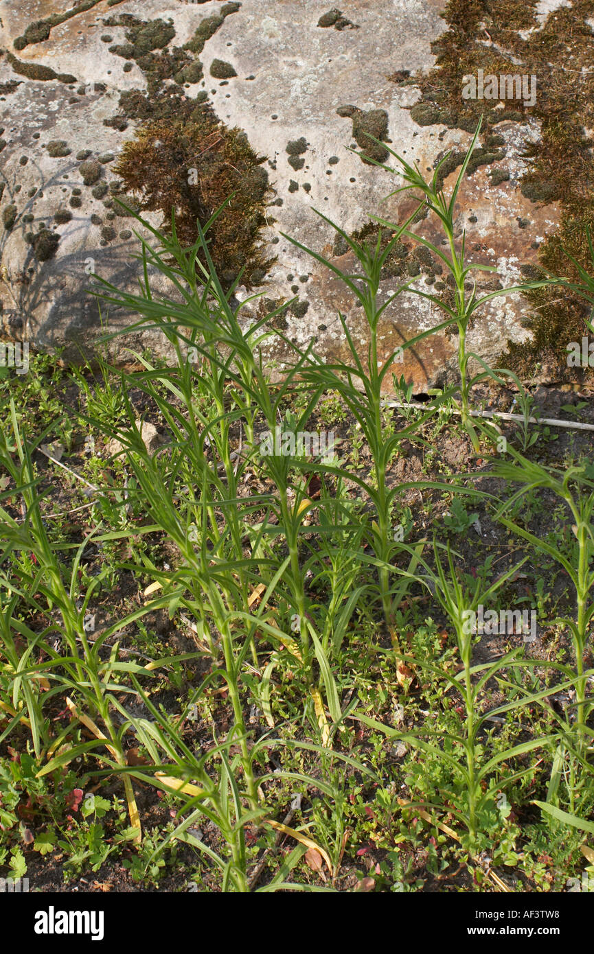 Brassica arvensis hi-res stock photography and images - Alamy
