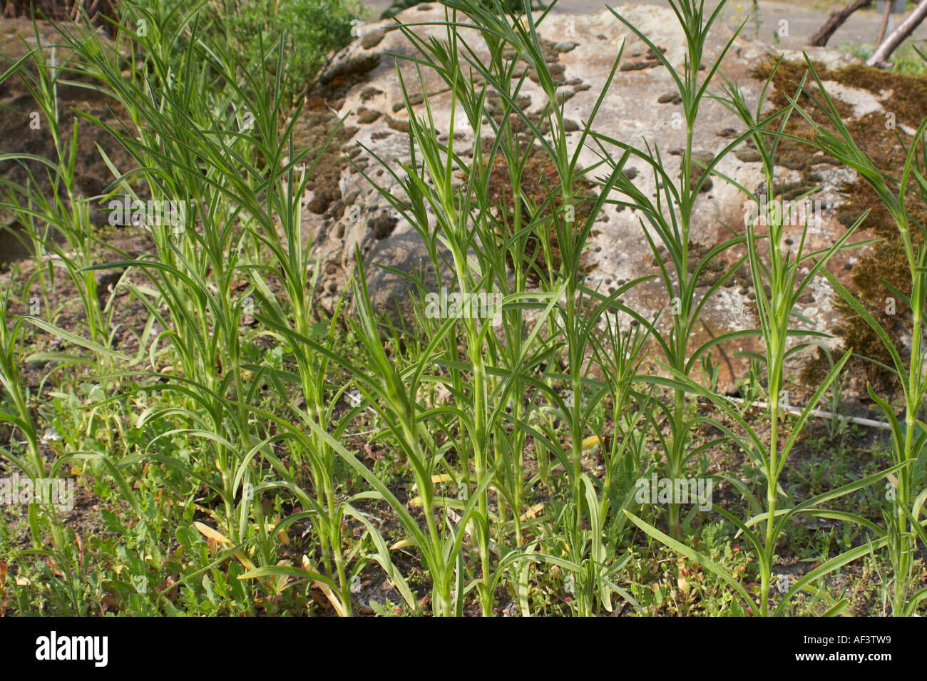 Brassicaceae. Sinapis arvensis. Wild Mustard plant Stock Photo - Alamy