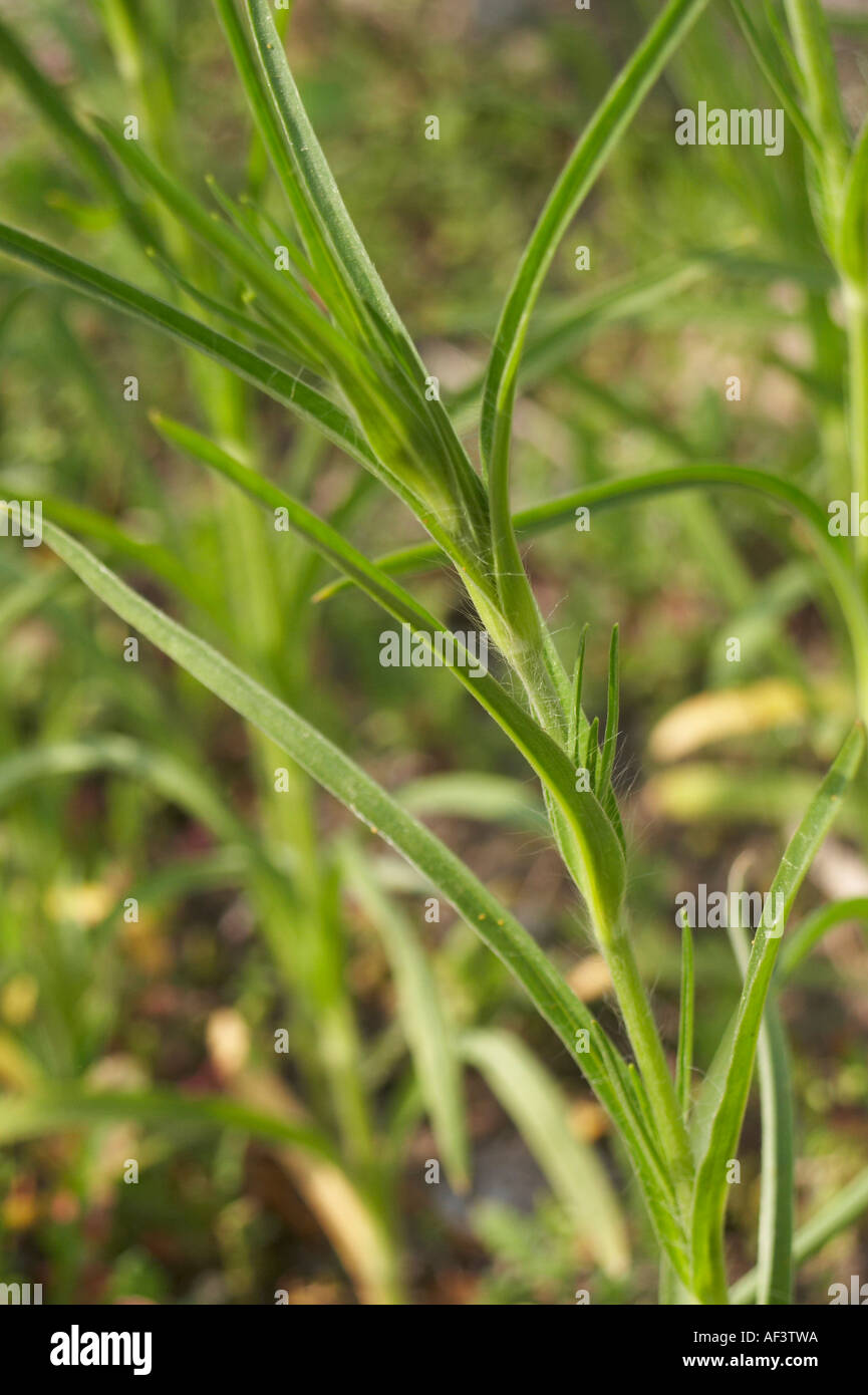 Brassica arvensis hi-res stock photography and images - Alamy