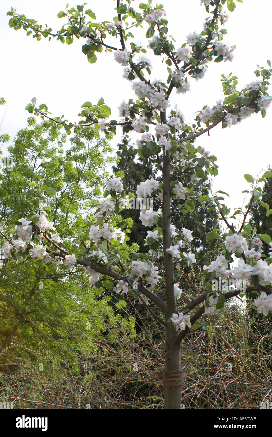 Rosaceae. Malus domestica. Apple Tree Stock Photo - Alamy