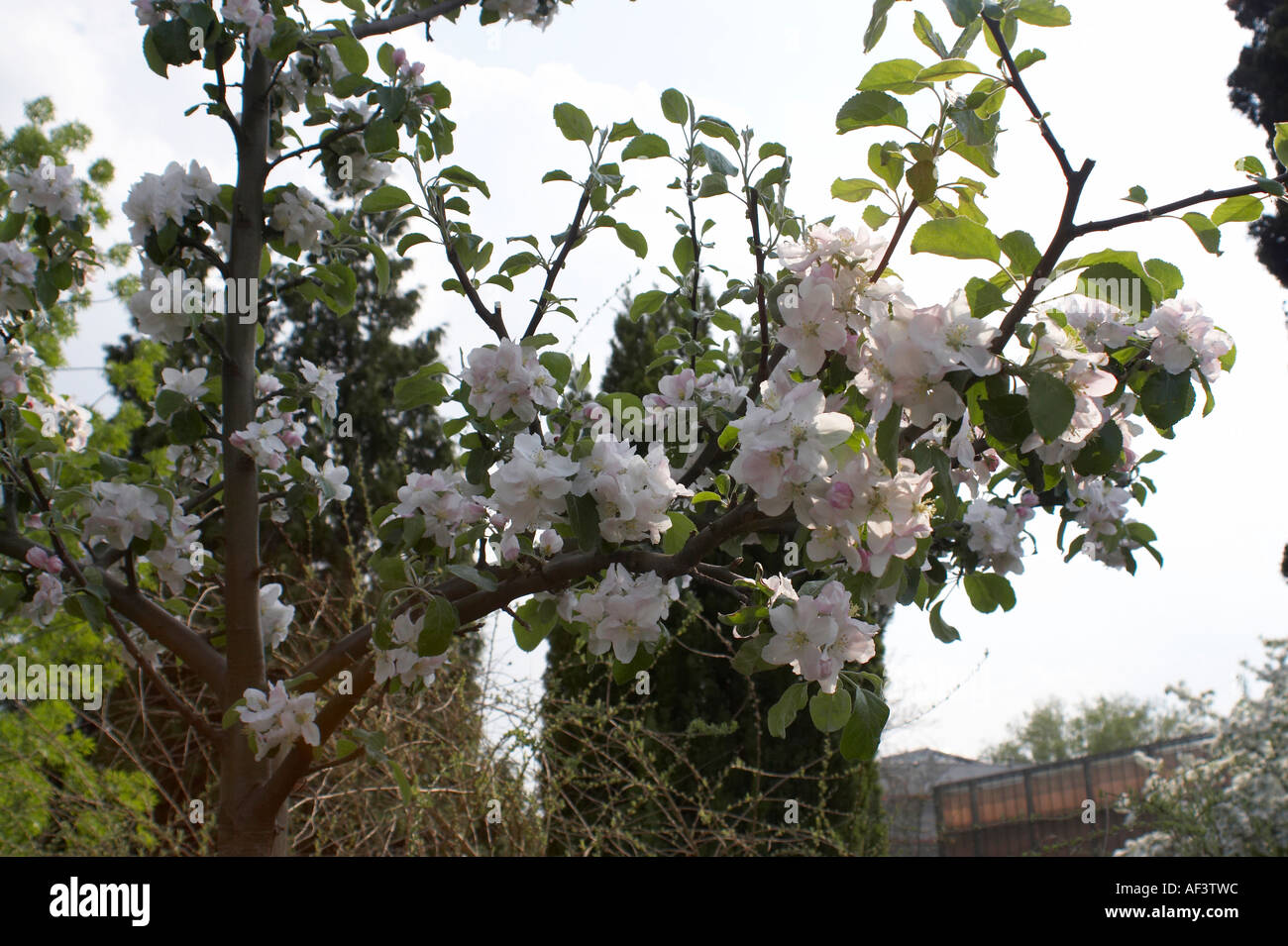 Apple malus domestica plantae hi-res stock photography and images - Alamy