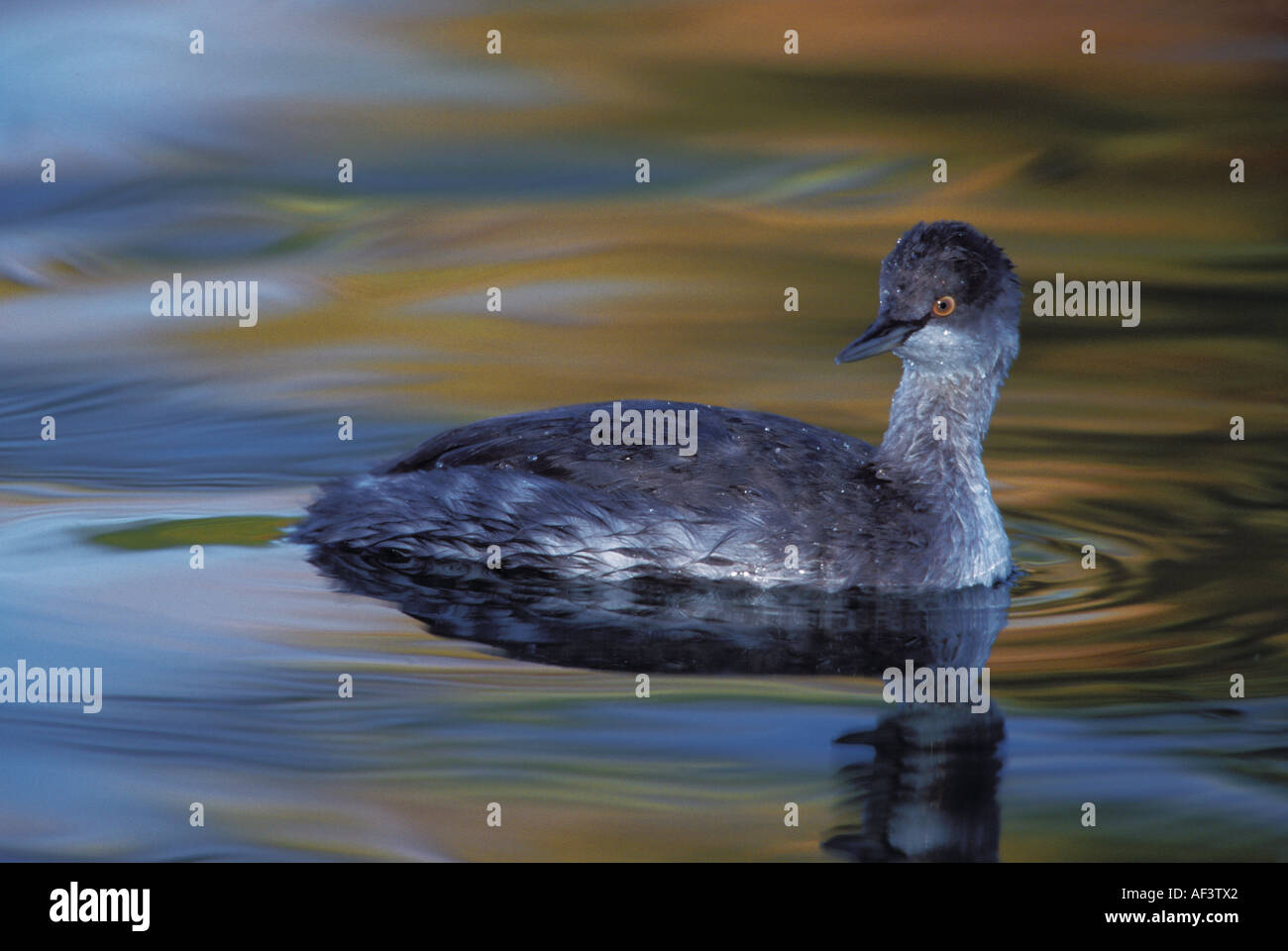 Immature eared grebe hi-res stock photography and images - Alamy