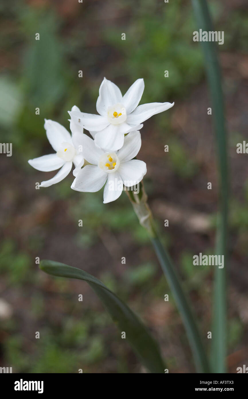 Narcissus erlicheer hi-res stock photography and images - Alamy