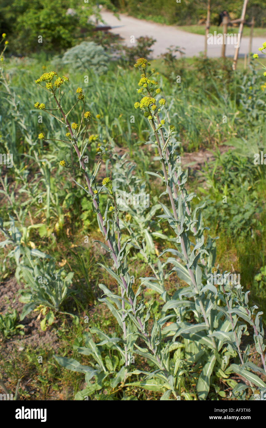 Weld plant reseda luteola hi-res stock photography and images - Alamy