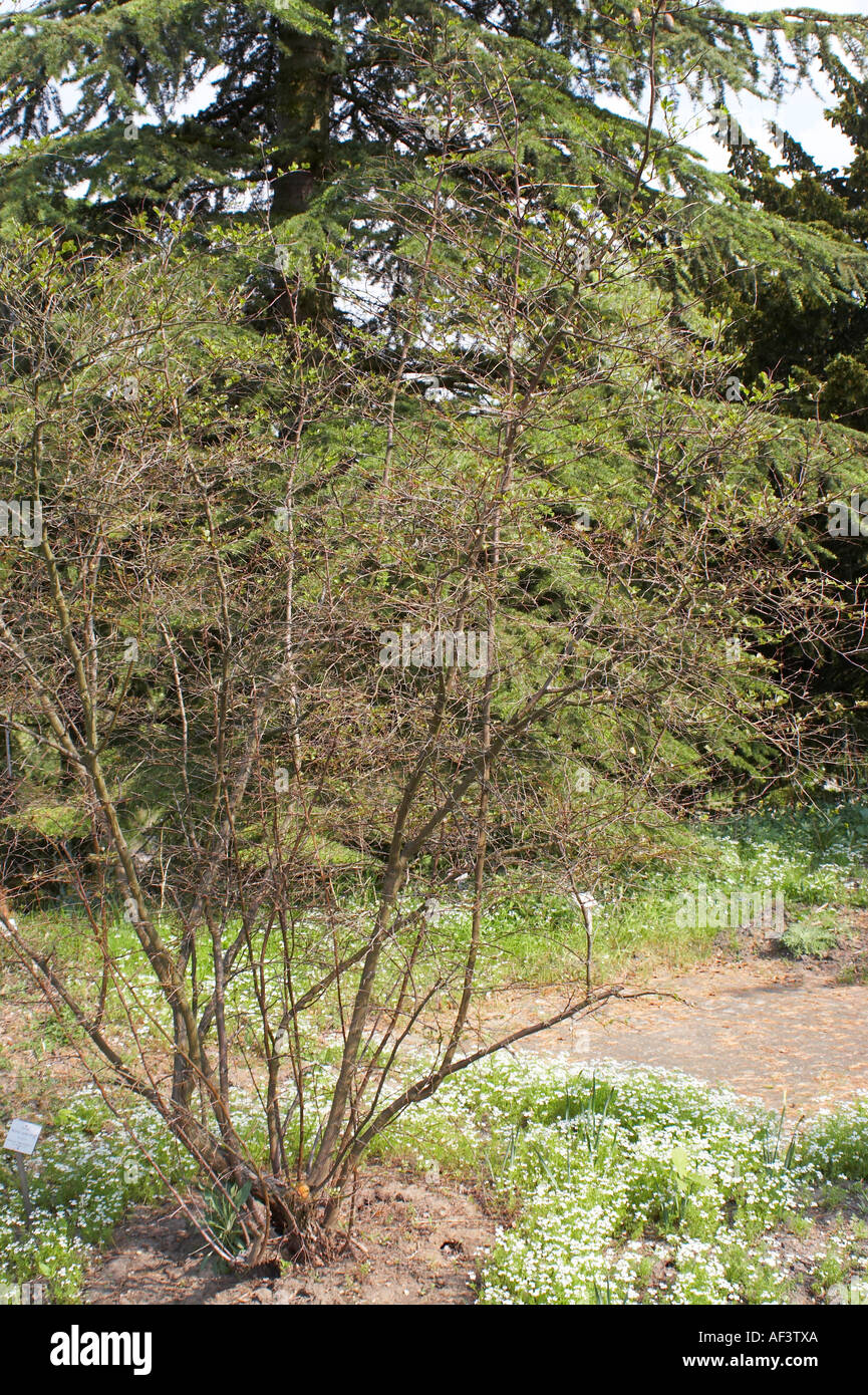 Paliurus aculeatus hi-res stock photography and images - Alamy