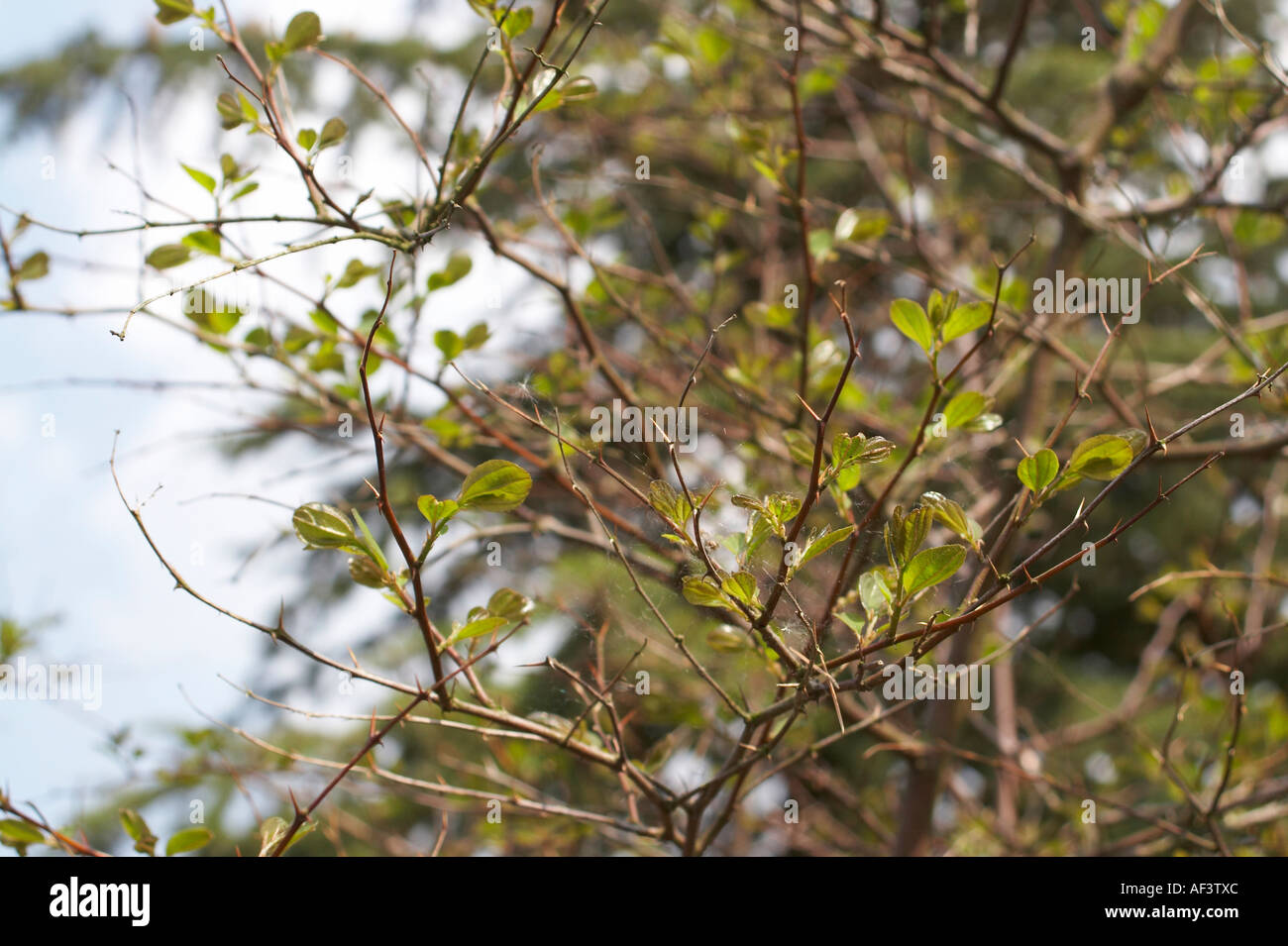 Jerusalem thorn tree hi-res stock photography and images - Alamy
