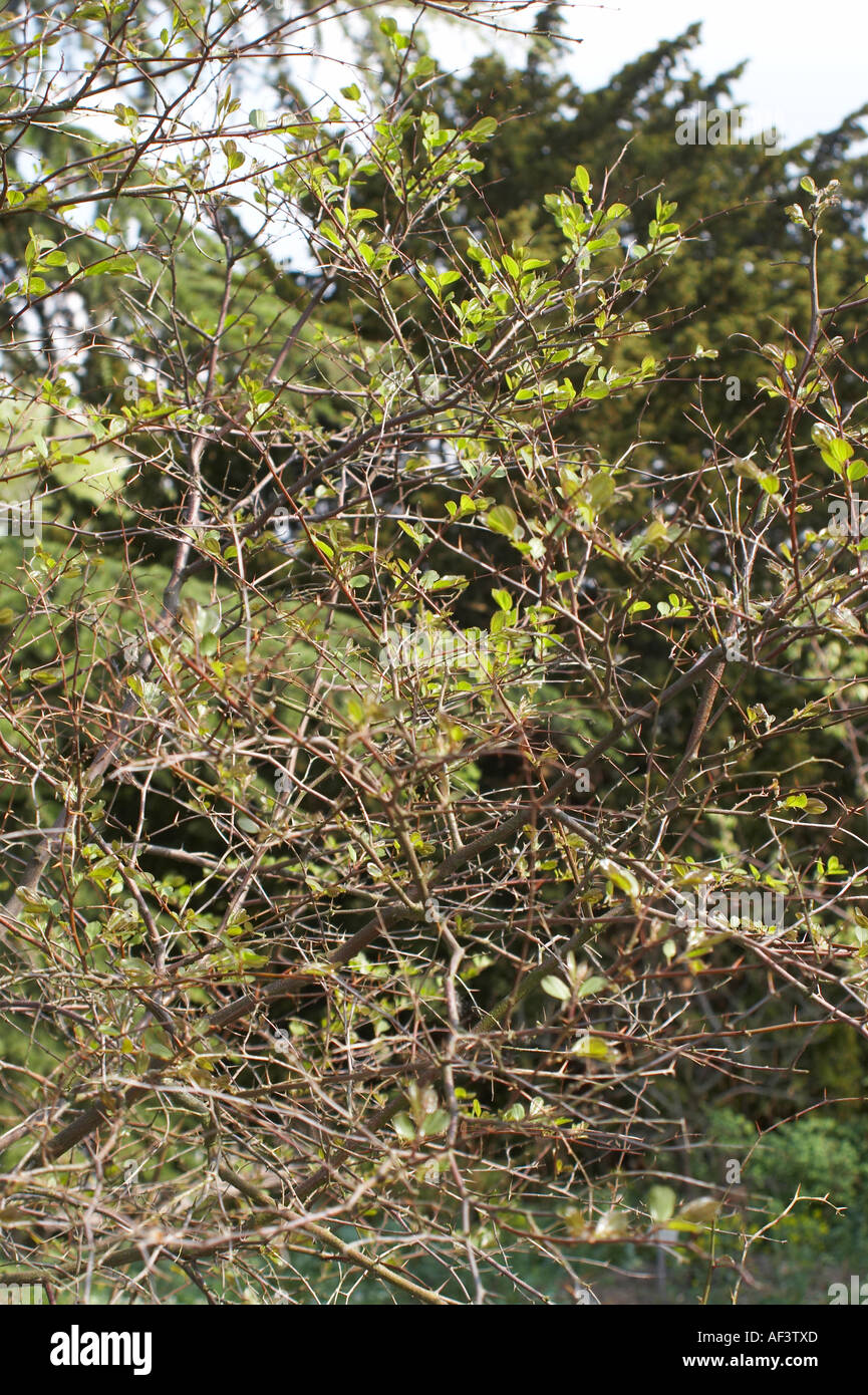 Jerusalem thorn paliurus hi-res stock photography and images - Alamy