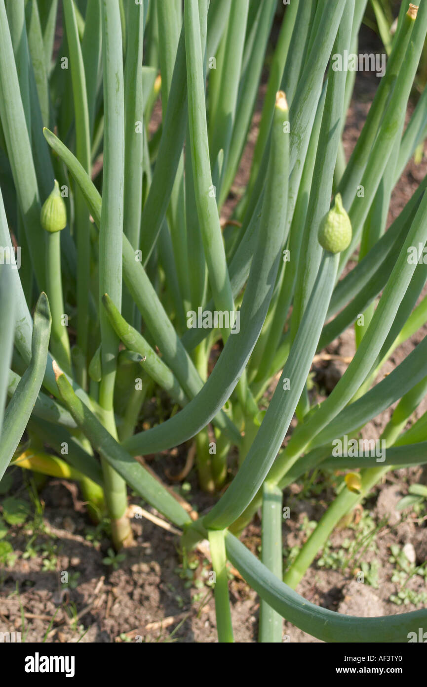 Liliopsida asparagales alliaceae allium hi-res stock photography and ...