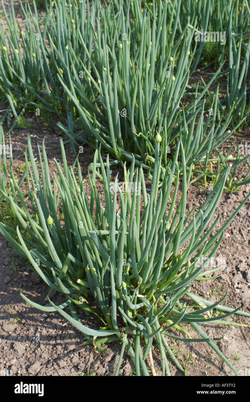 Liliopsida asparagales alliaceae allium hi-res stock photography and ...