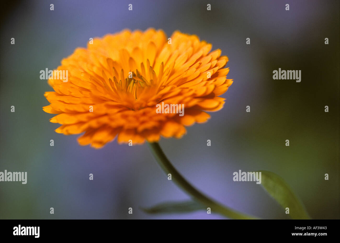 Calendula officinalis orange king hi-res stock photography and images ...