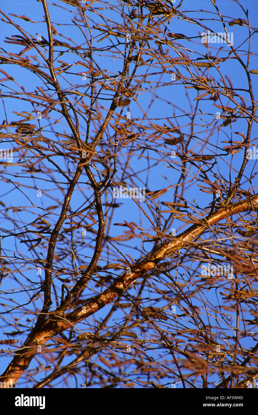 Betula tree with catkins Stock Photo - Alamy
