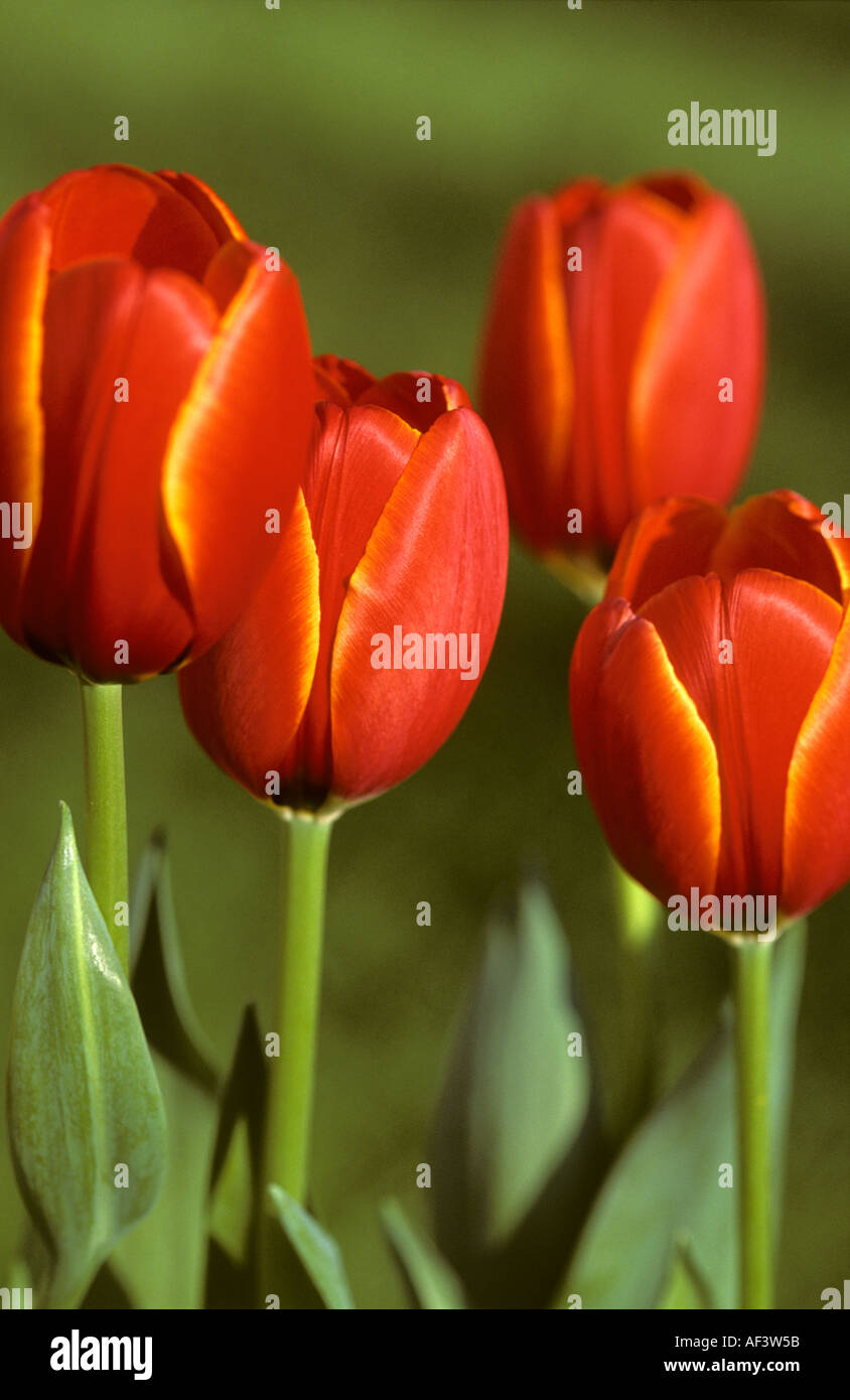 Tulip Ad Rem Stock Photo - Alamy