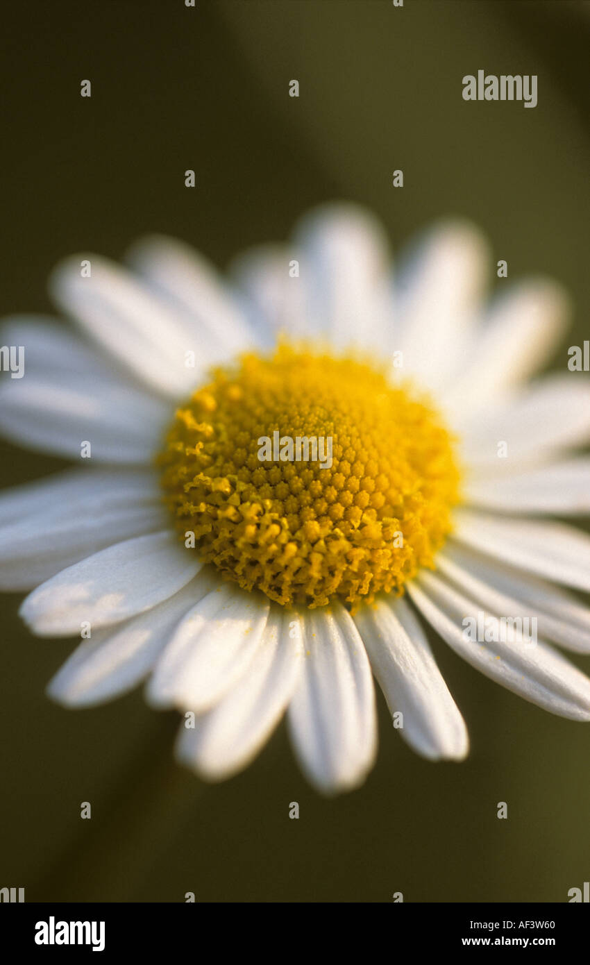 Sleep Inducing Stock Photos & Sleep Inducing Stock Images - Alamy