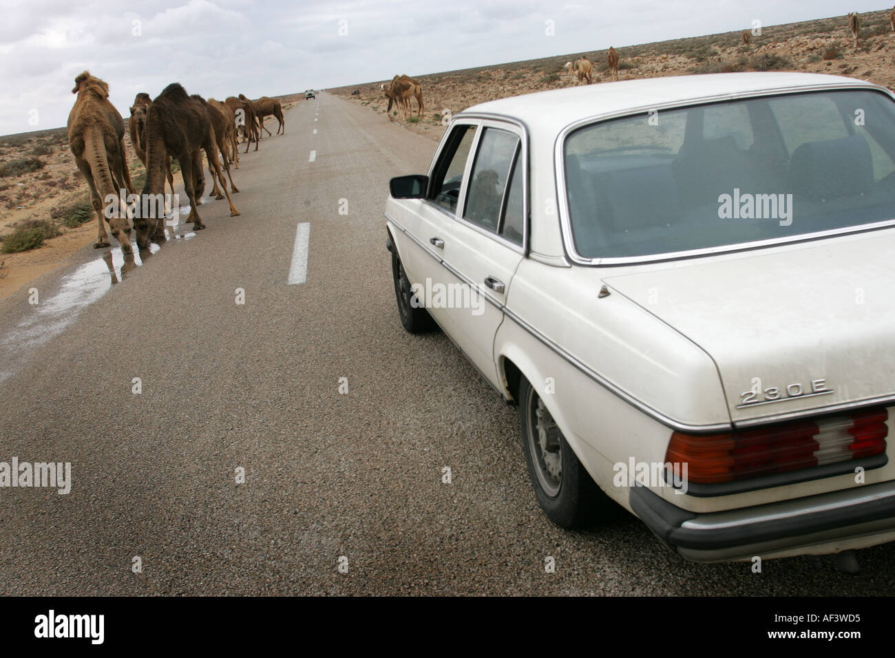 a mercedes 230e crossing the sahara desert Stock Photo - Alamy