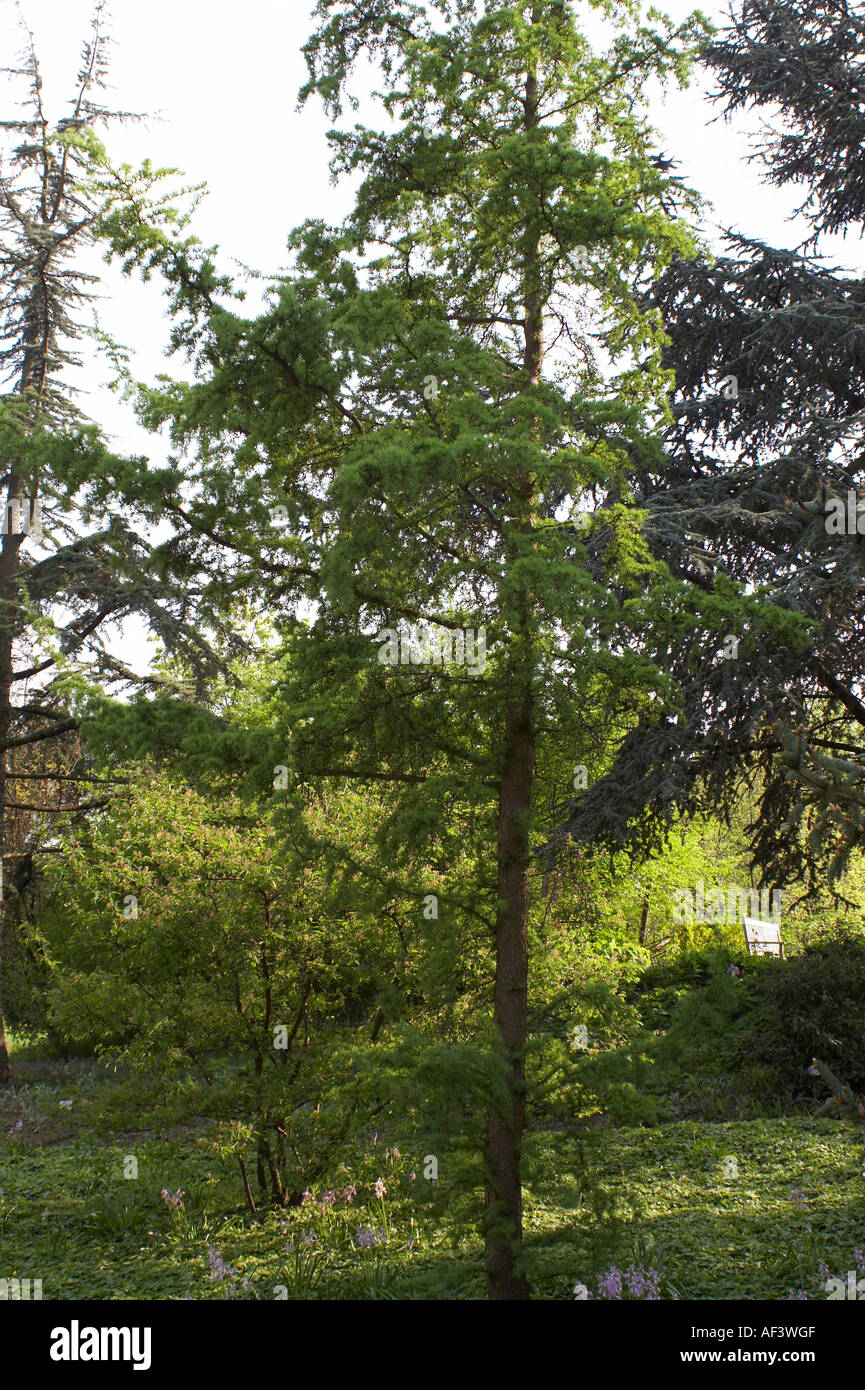 Cedrus Libani. Libanonzeder. Cedar of Lebanon Stock Photo - Alamy