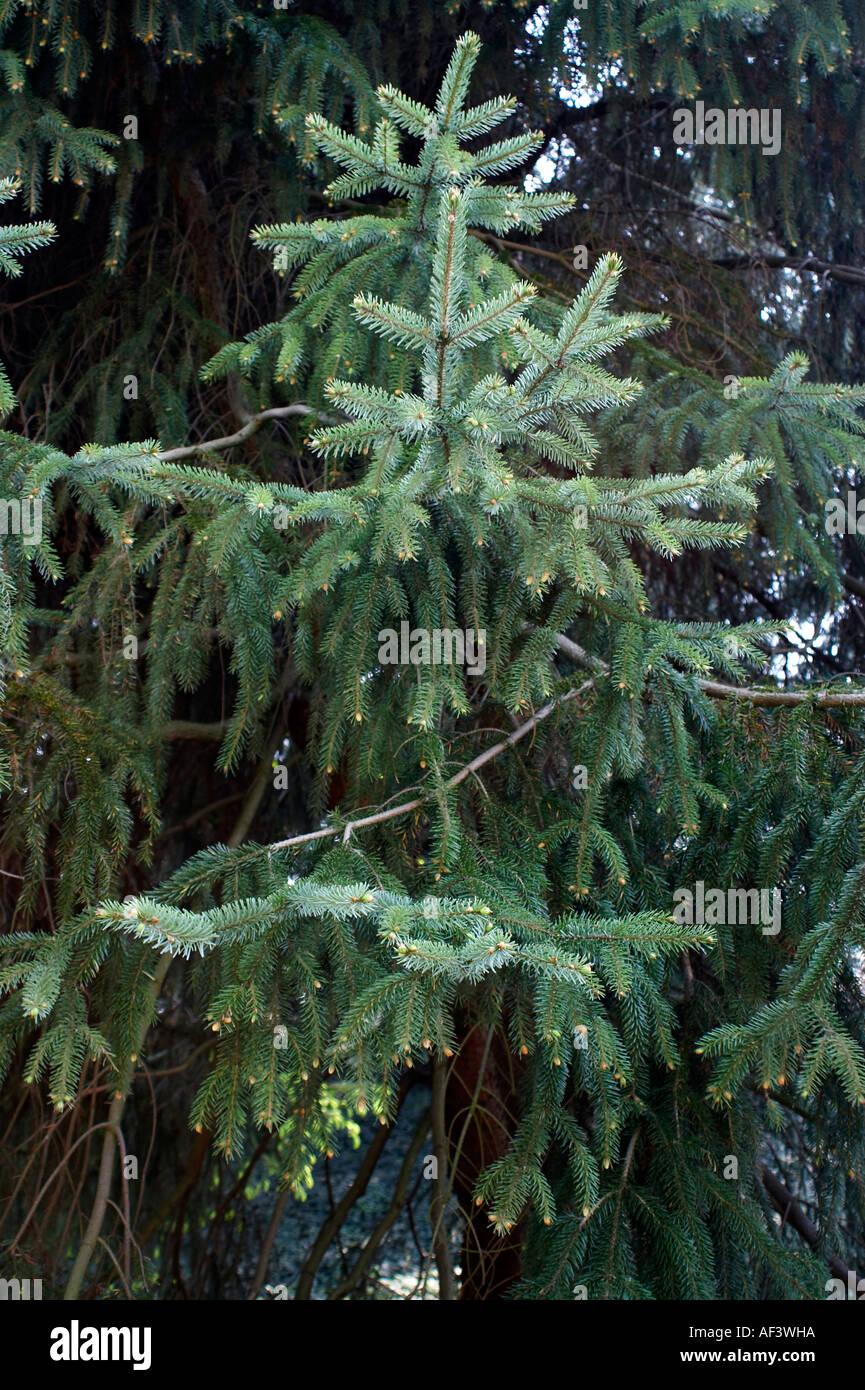 Pinaceae. Picea omorica. Serbian Spruce Stock Photo - Alamy