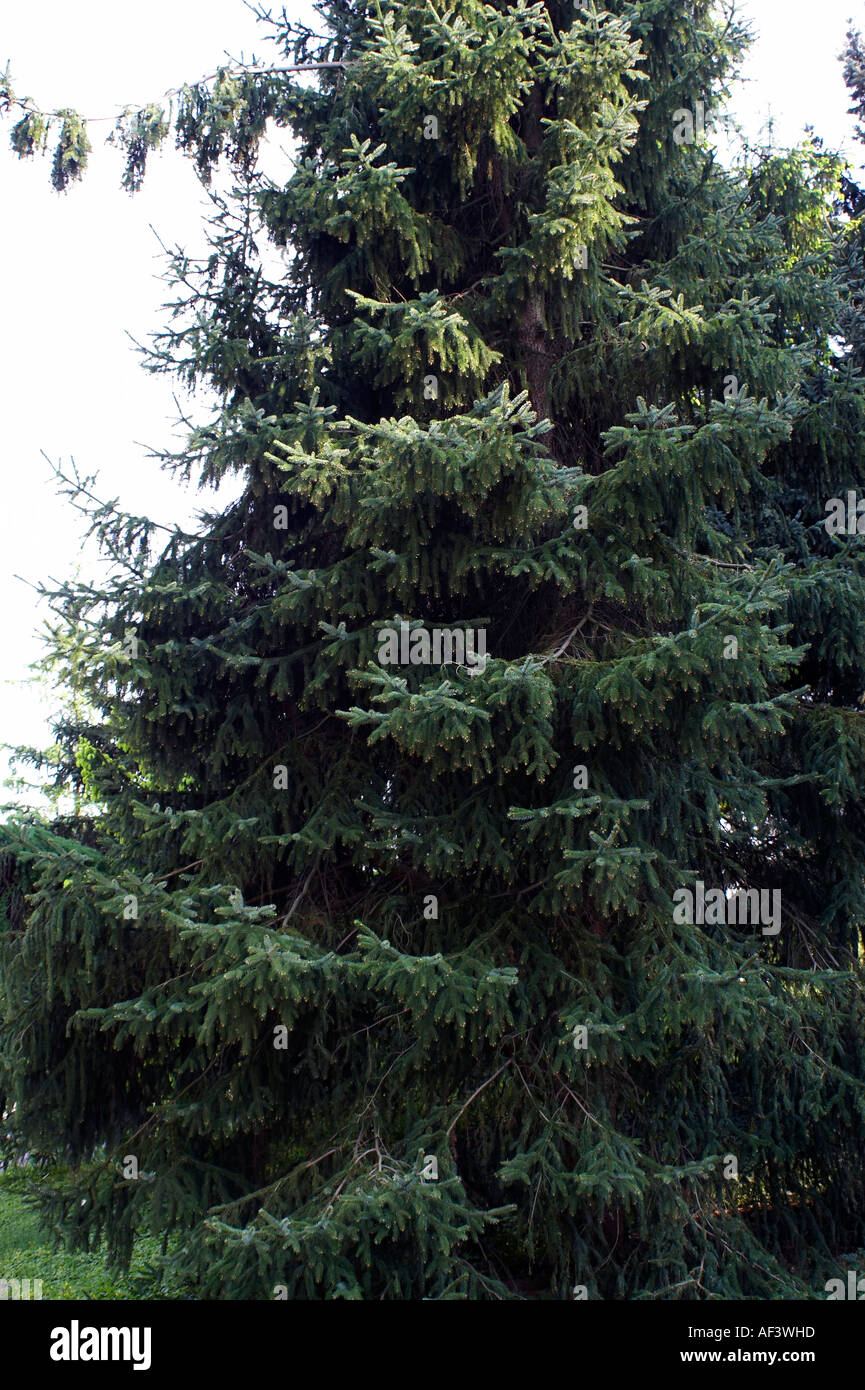 Pinaceae. Picea omorica. Serbian Spruce Stock Photo - Alamy
