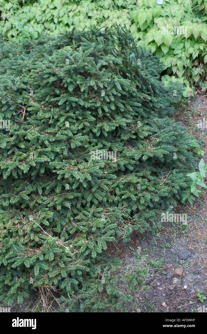 Picea mariana black spruce hi-res stock photography and images - Alamy