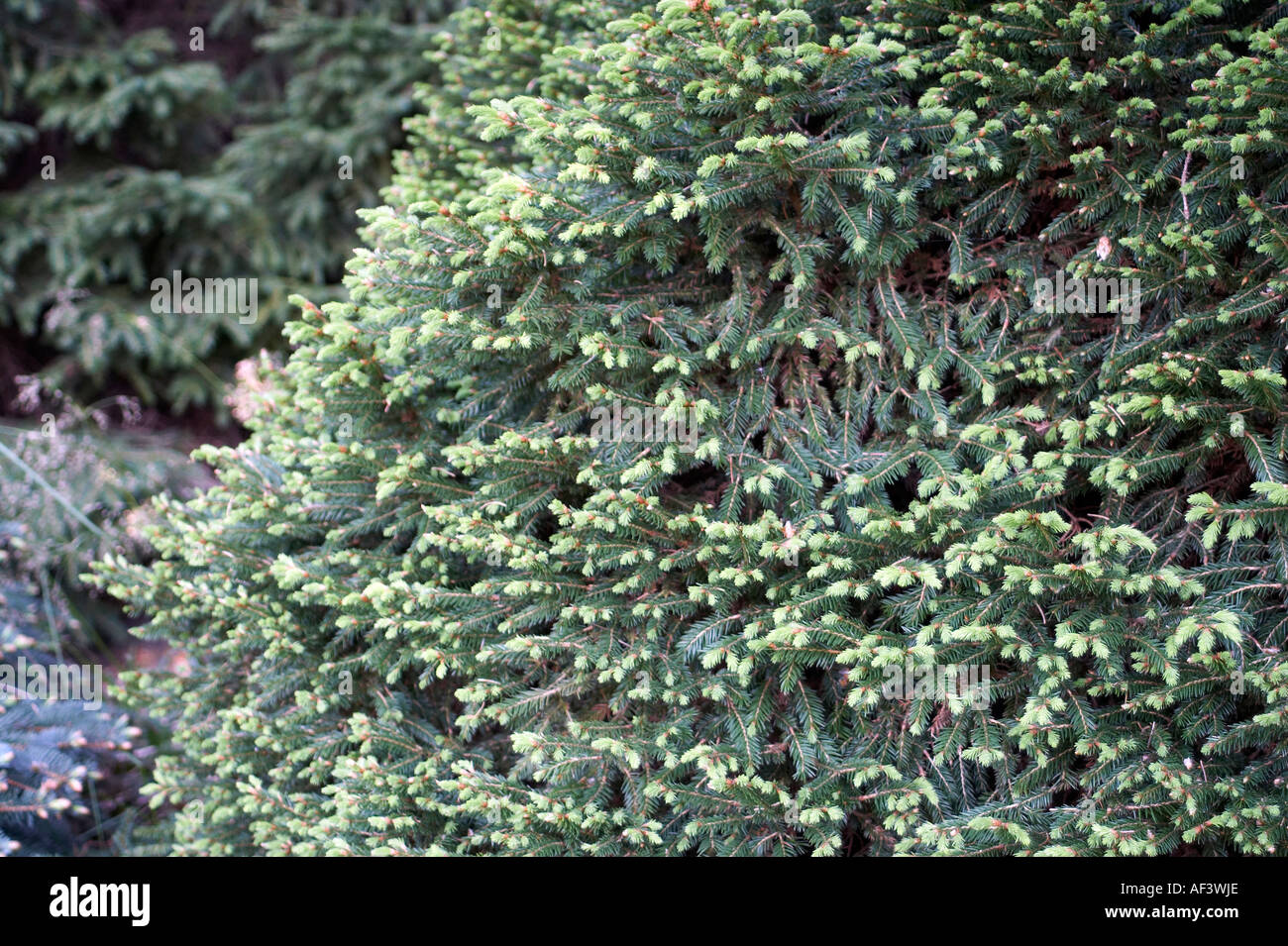 Pinaceae. Picea abies. Clanbrassiliana. Norway Spruce Stock Photo - Alamy