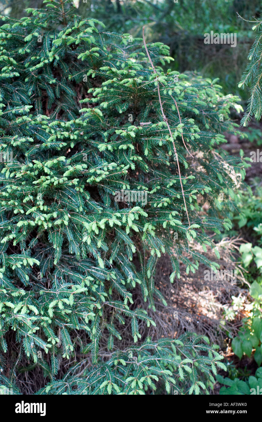 Pinaceae. Picea abies. Clanbrassiliana. Norway Spruce Stock Photo - Alamy