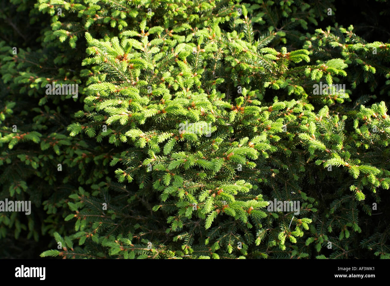 Pinaceae. Picea abies. Clanbrassiliana. Norway Spruce Stock Photo - Alamy
