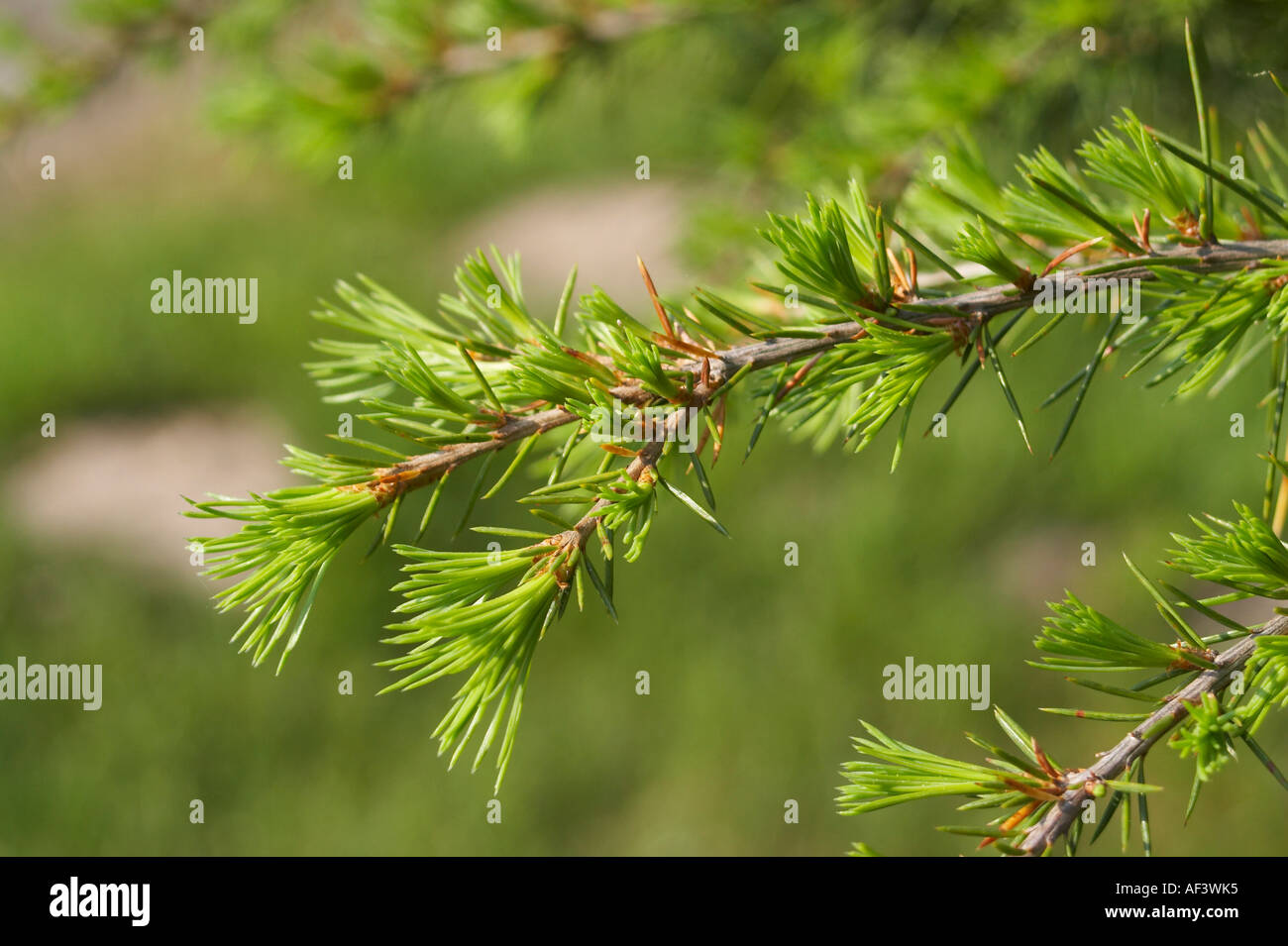 Cedrus Libani. Libanonzeder. Cedar of Lebanon Stock Photo - Alamy
